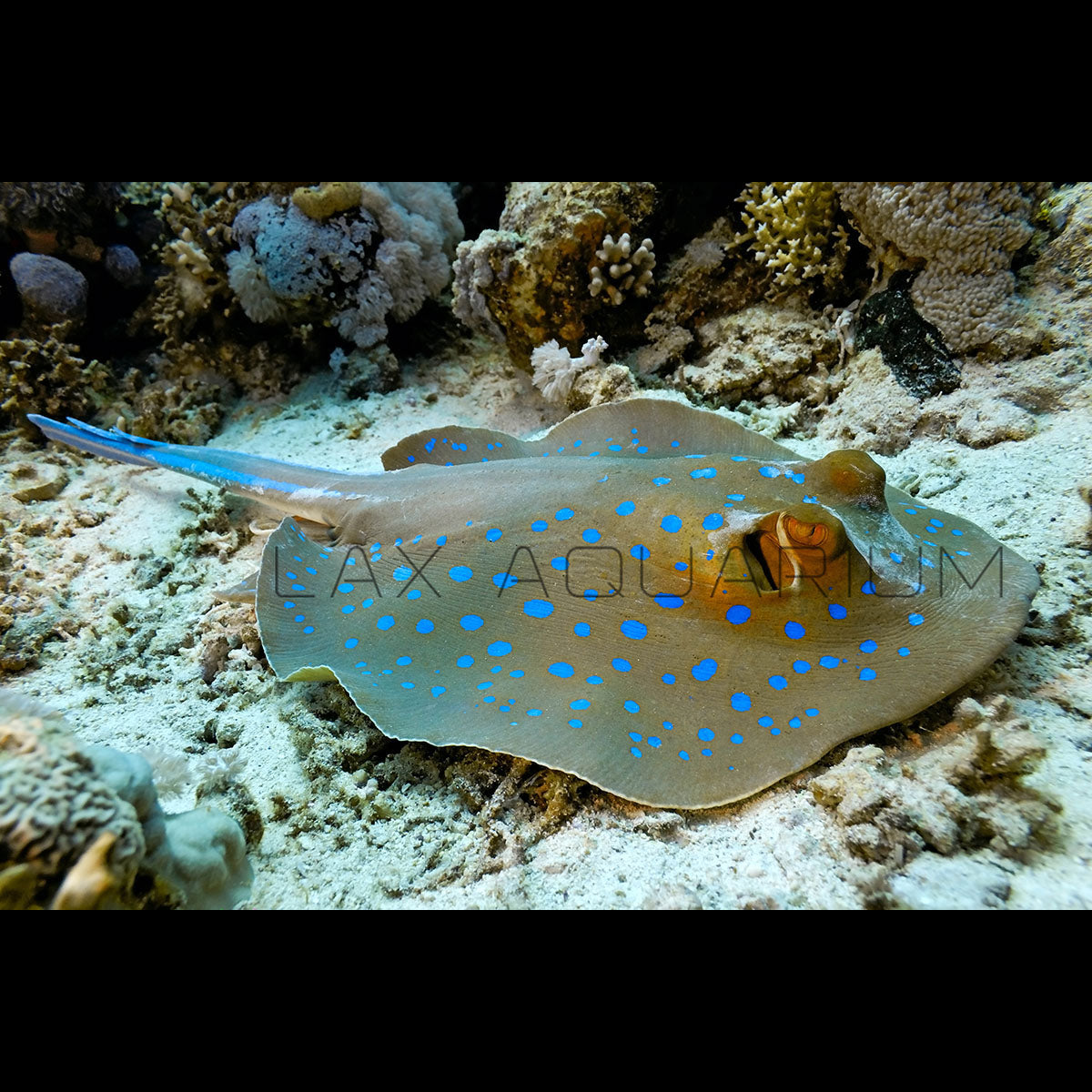 Stingrays for sale – LAXAquarium