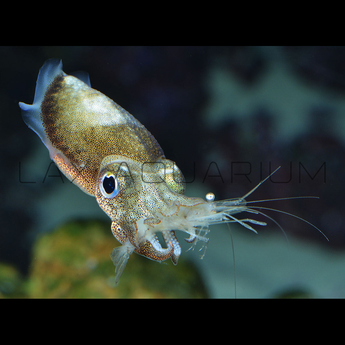 Squids & Octopus for sale – LAXAquarium