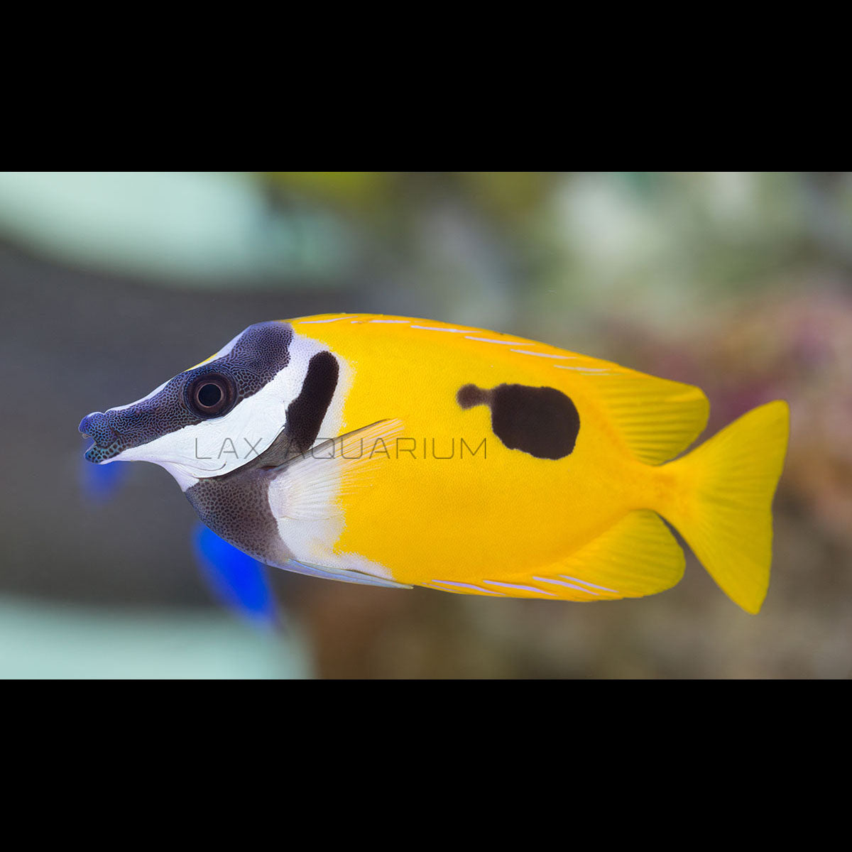 Rabbitfish for sale – LAXAquarium