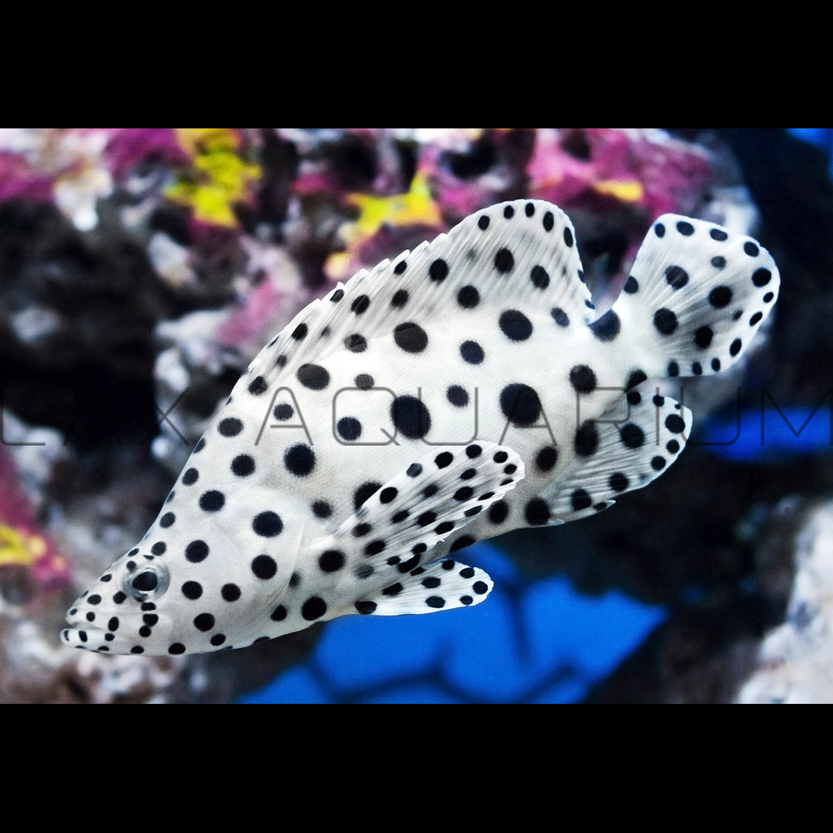 Grouper for sale – LAXAquarium.com