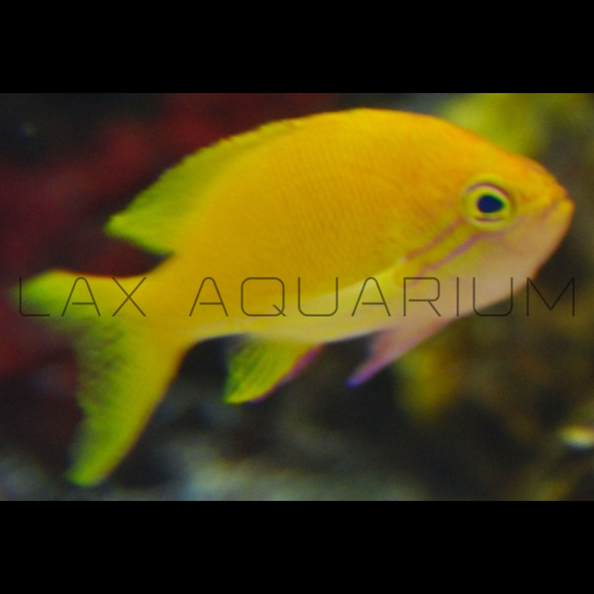 Anthias for sale – LAXAquarium