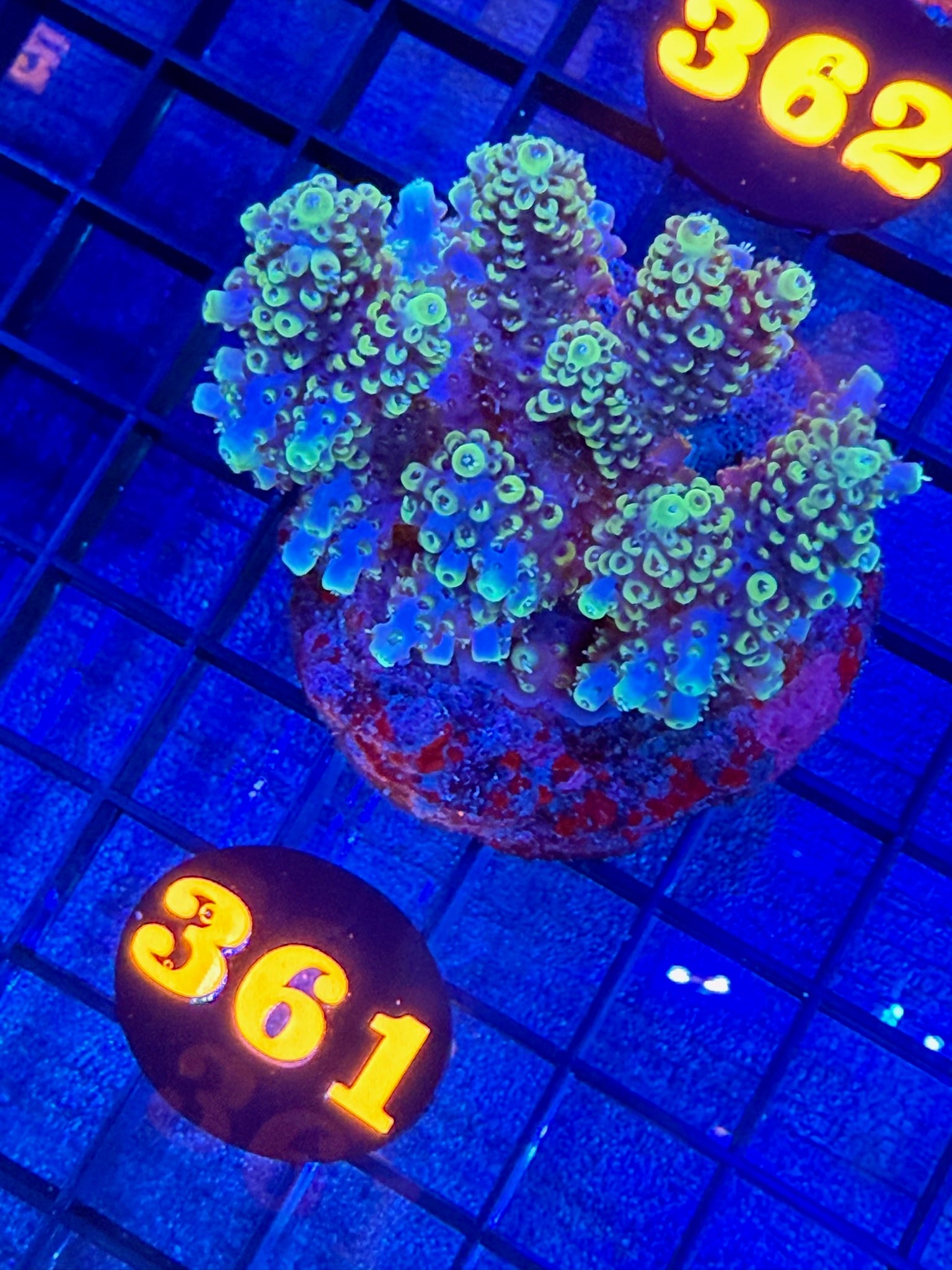 Episode 528 Live Sale Orange Tag #361 ACRO COLONY - Get This Amazing ...