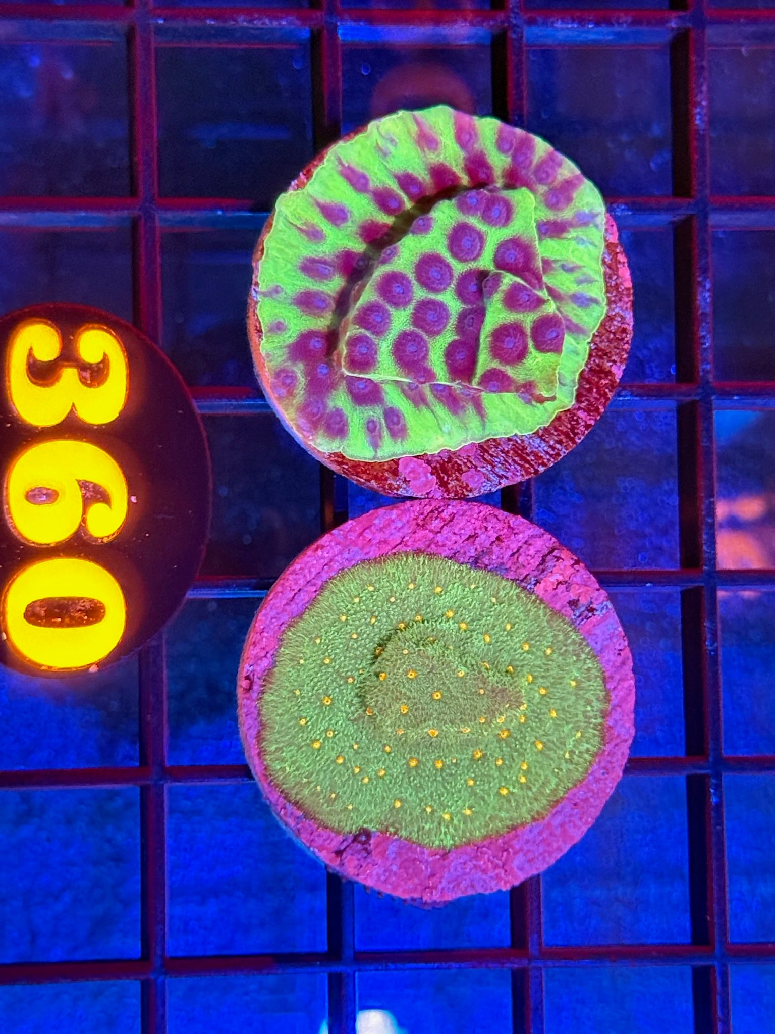 Episode 537 Live Sale Orange Tag #360 FRAG PACK - Get This Amazing WYSIWYG Coral Direct from LAX ...