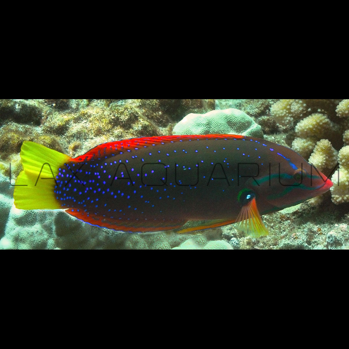 The best Red Coris Wrasse for sale at LAX Aquarium – LAXAquarium