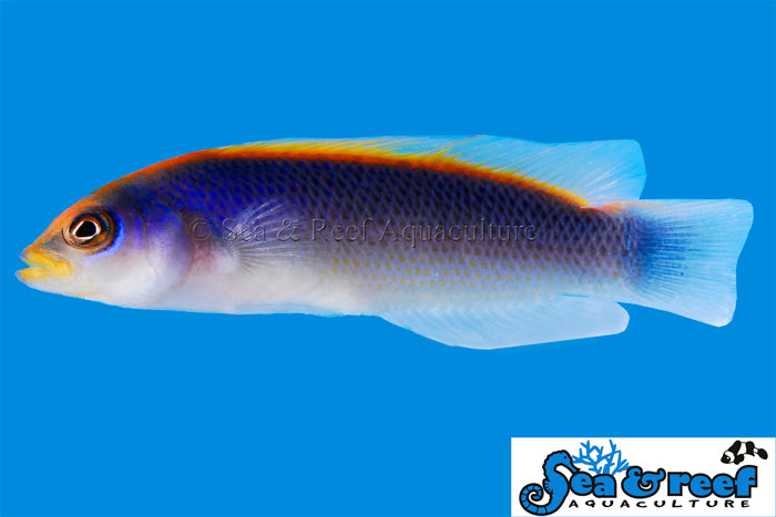 The best Sunrise Dottyback Dottybacks for sale – LAXAquarium